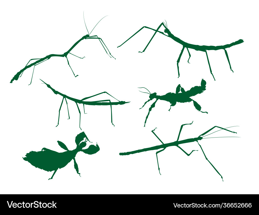Stick insect pack Royalty Free Vector Image - VectorStock