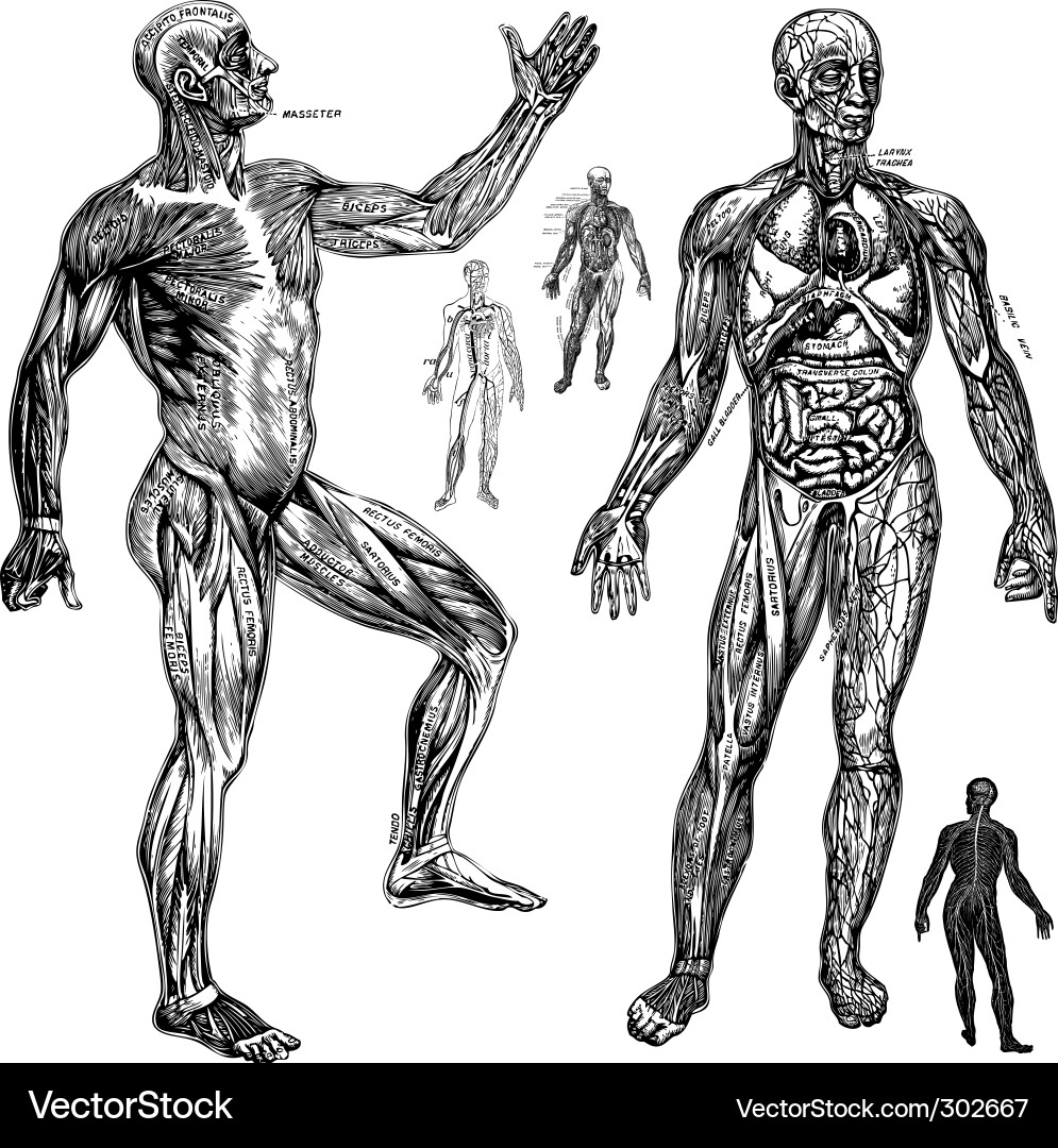 Anatomical drawings Royalty Free Vector Image - VectorStock