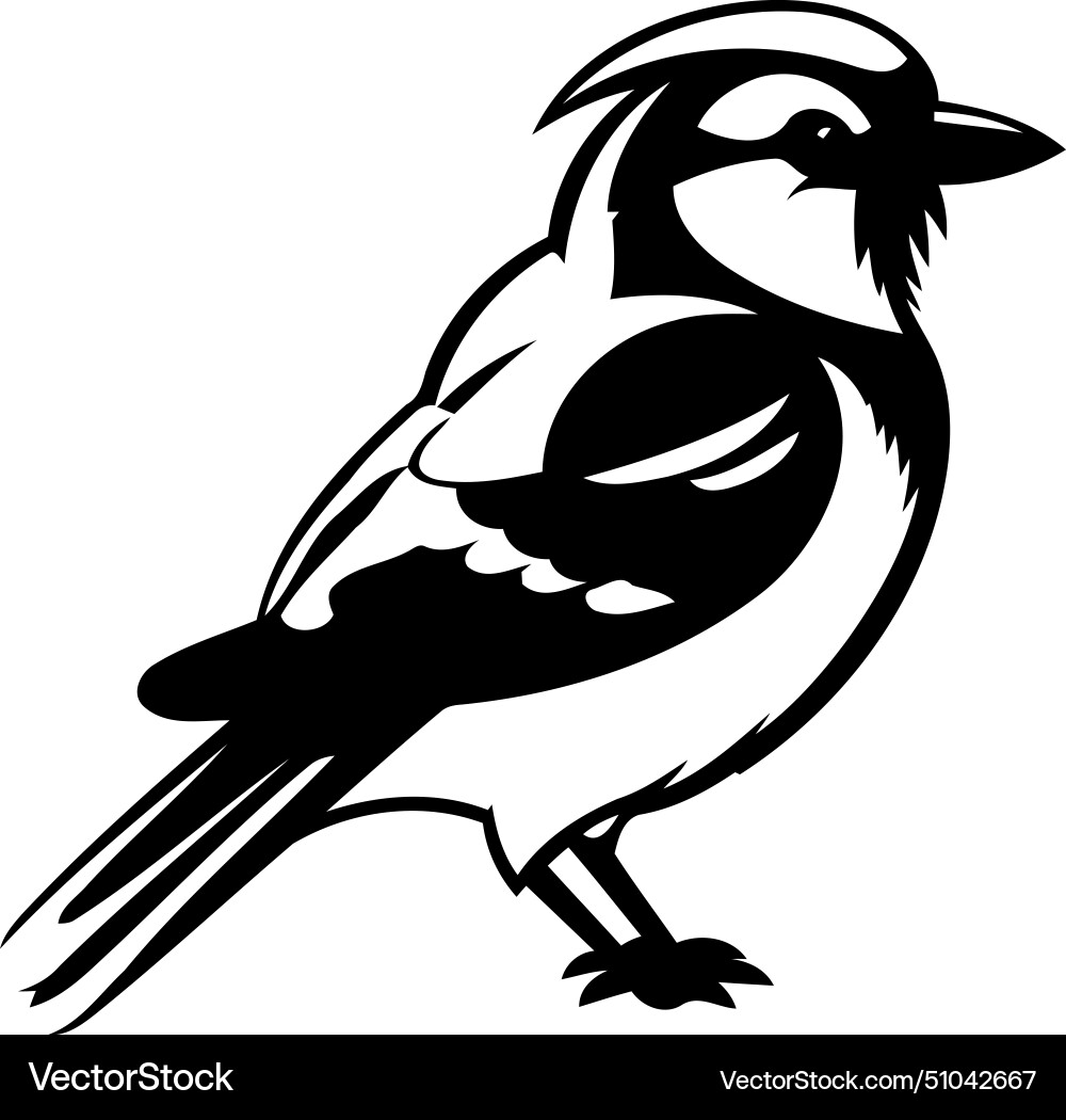 Blue jay bird isolated on white background Vector Image