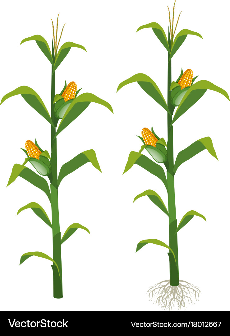Corns on the corn trees Royalty Free Vector Image