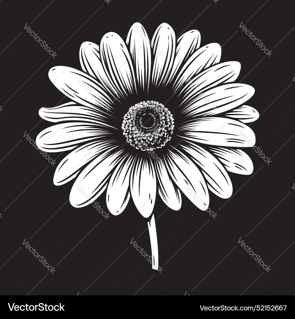 Fresh floral gerbera daisy emblem dreams Vector Image