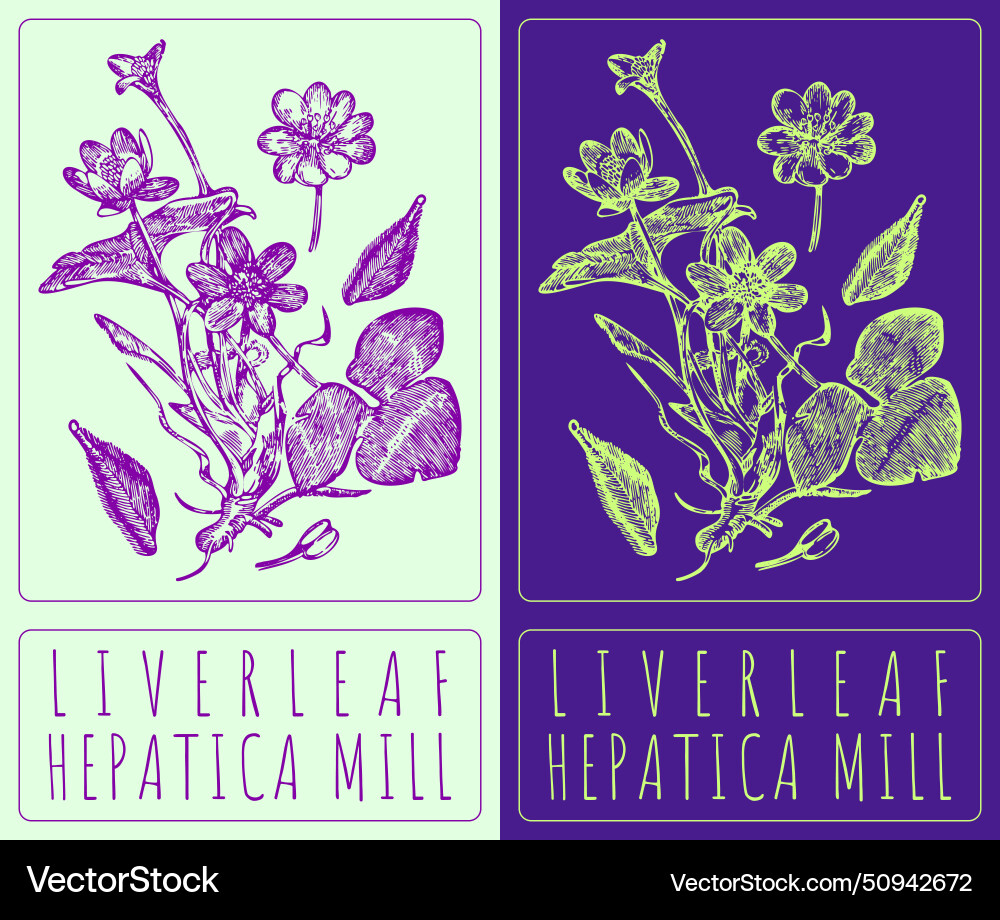 Drawing liverleaf hand drawn Royalty Free Vector Image