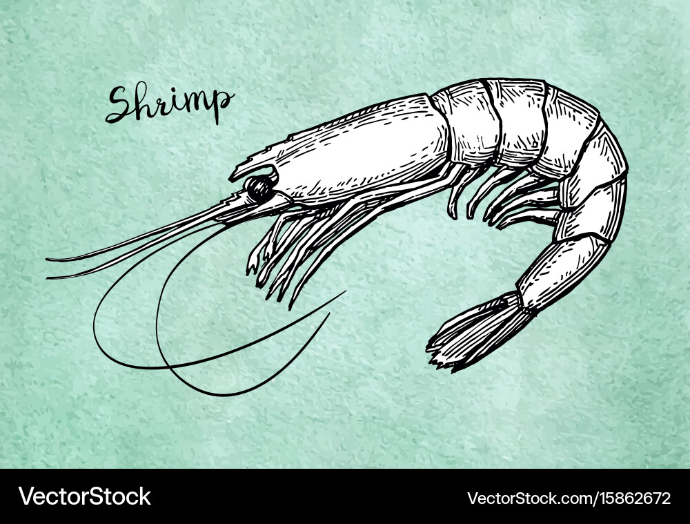 Shrimp ink sketch on old paper Royalty Free Vector Image
