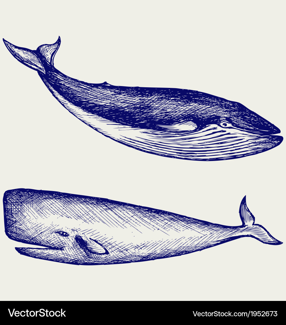 Whale Drawing Vector Images (over 12,000)