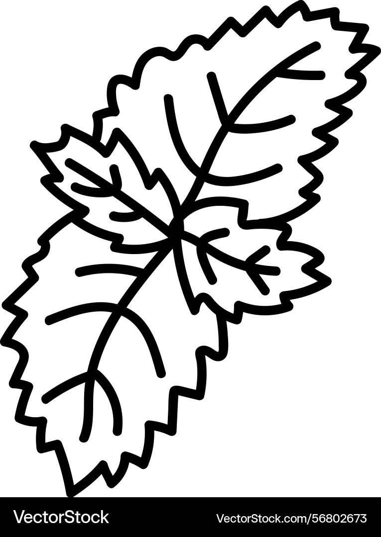 Outline of mint leaves Royalty Free Vector Image