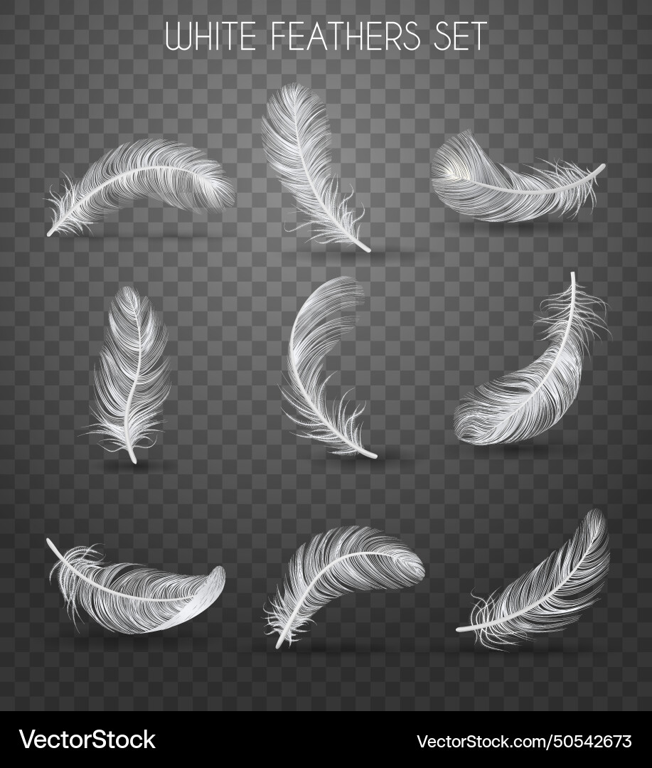 Realistic feather transparent set Royalty Free Vector Image