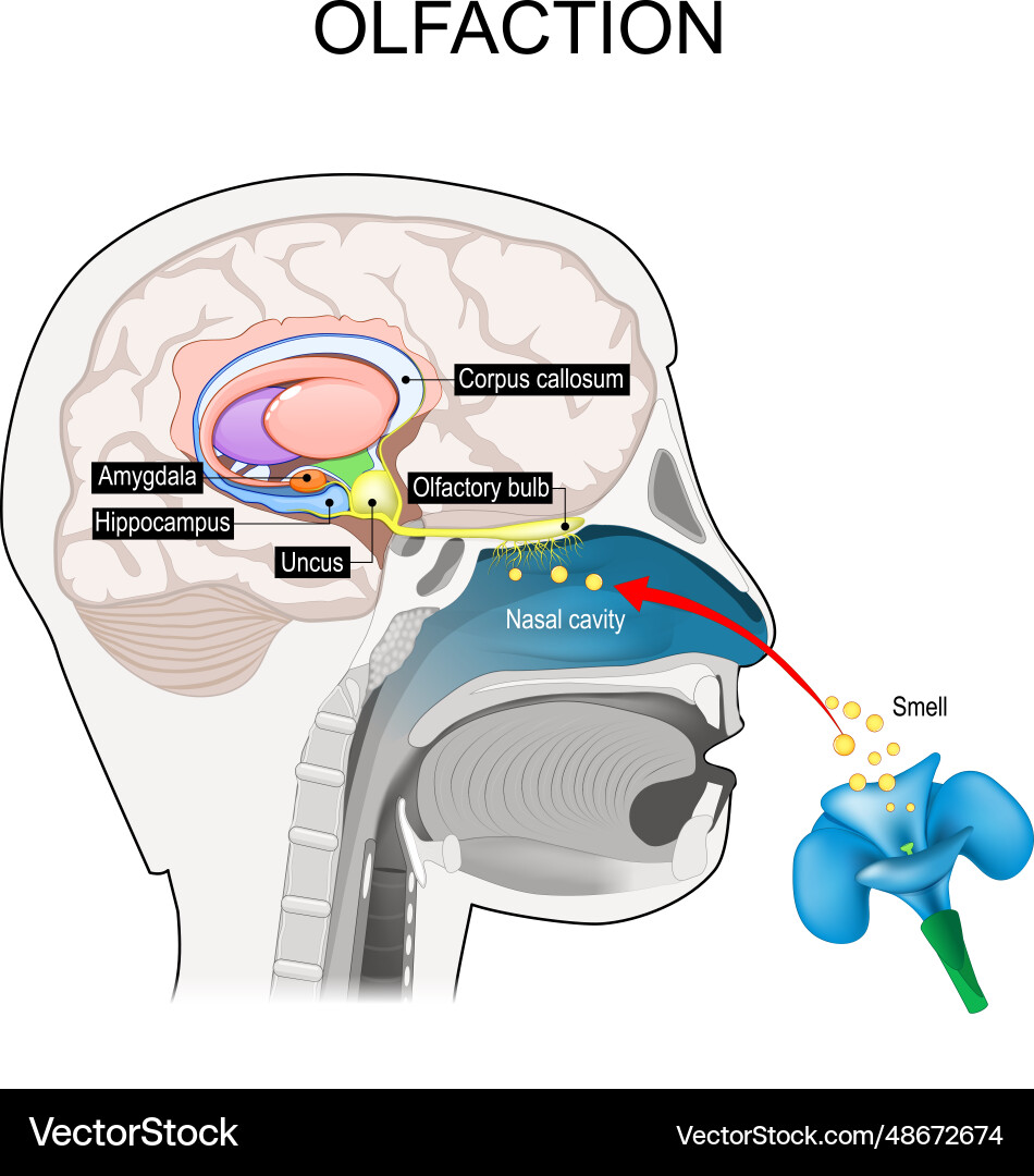 Olfactory Bulb Vector Images (64)