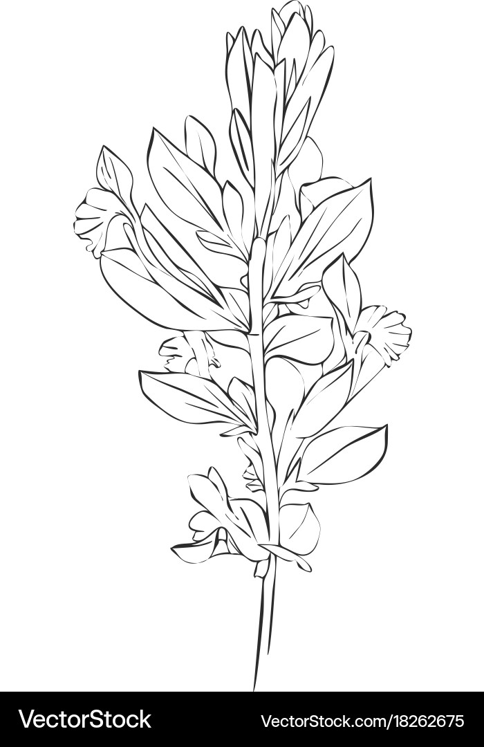 Drawing flower Royalty Free Vector Image - VectorStock