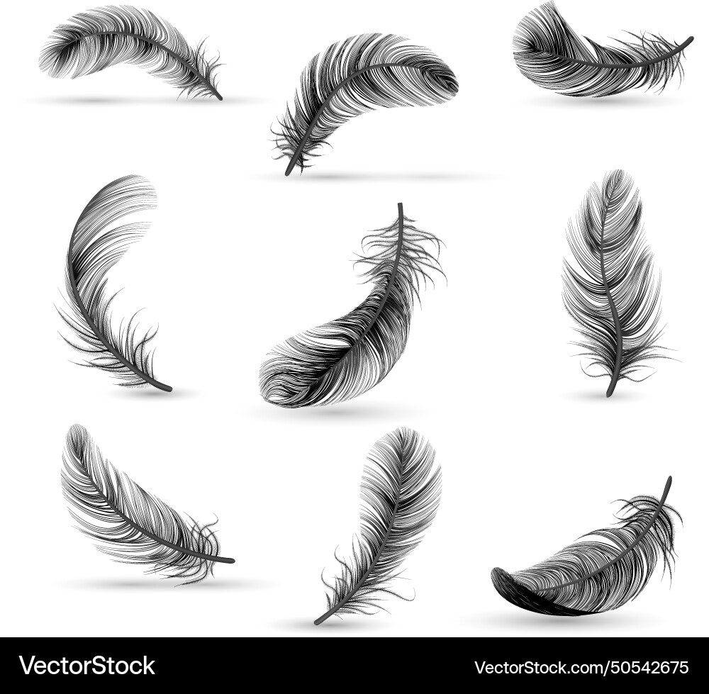 Realistic feather black icon set Royalty Free Vector Image