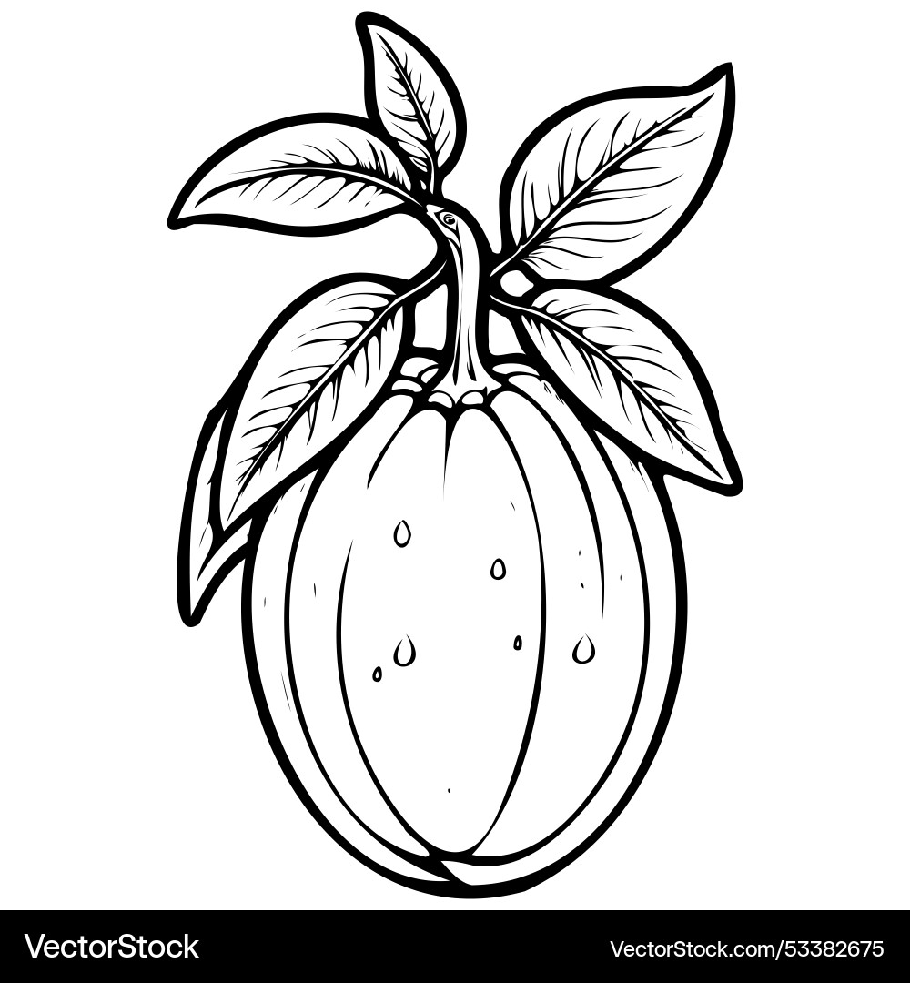 Rosigold mango monochrome outline drawing Vector Image