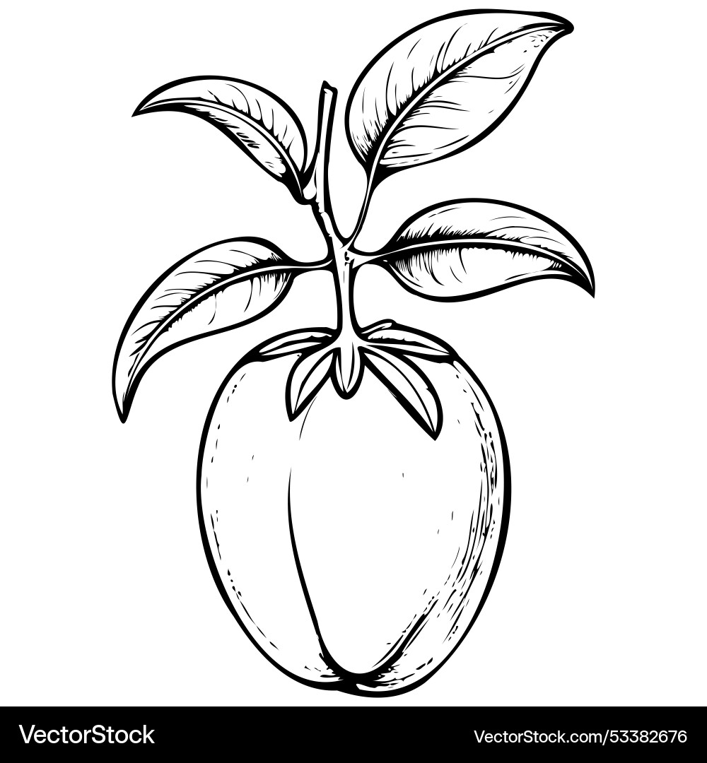 Rosigold mango sketch realistic fruit monochrome Vector Image