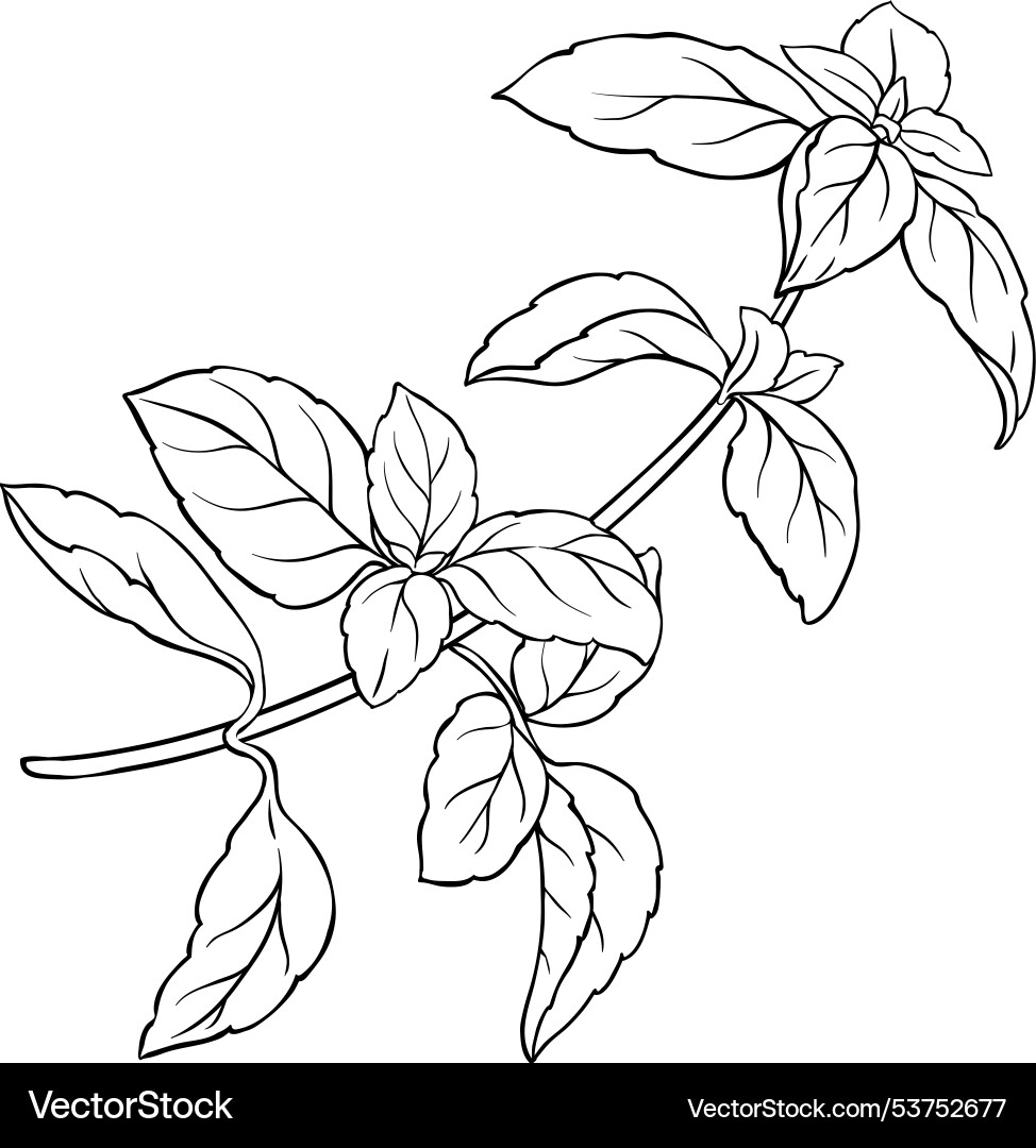 Basil branch with leaves outline Royalty Free Vector Image
