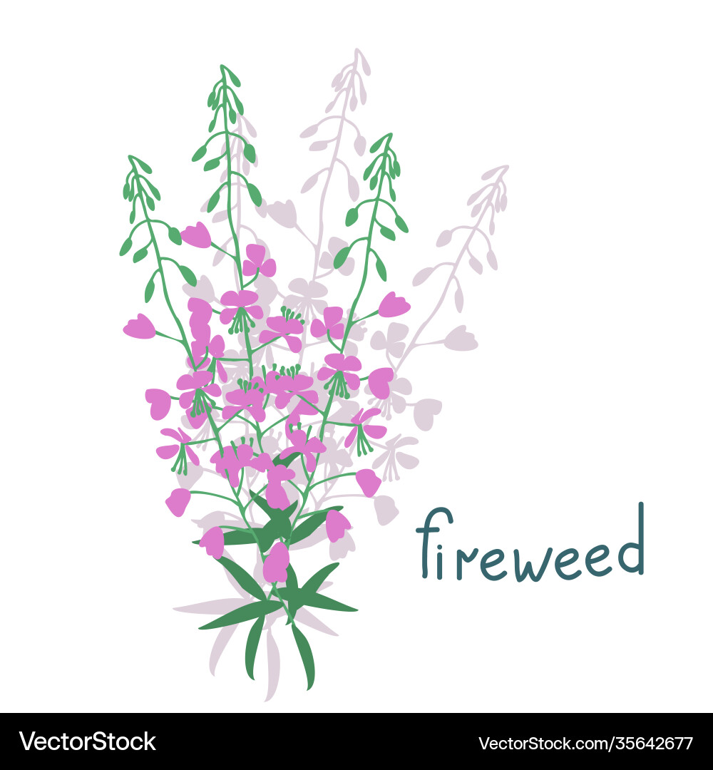 Fireweed Royalty Free Vector Image - VectorStock