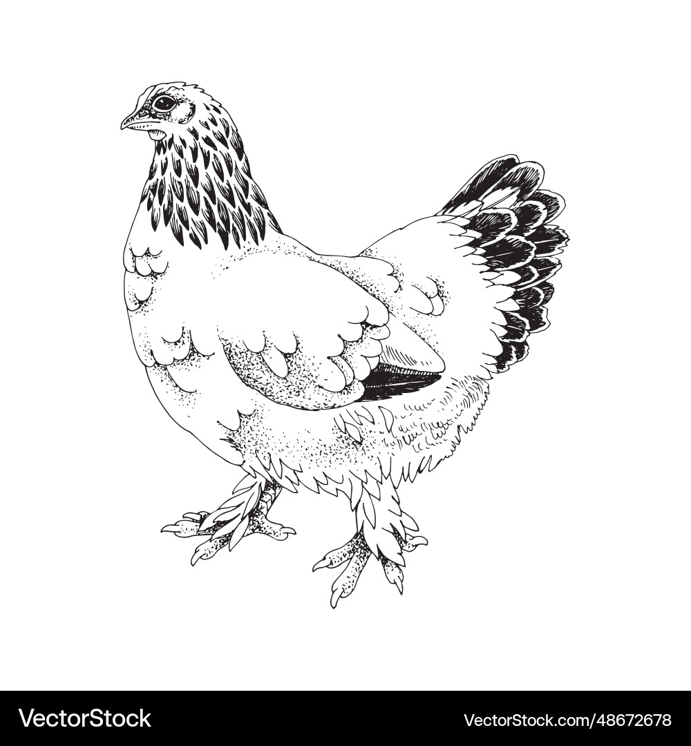 Hand drawn of brahma chicken Royalty Free Vector Image