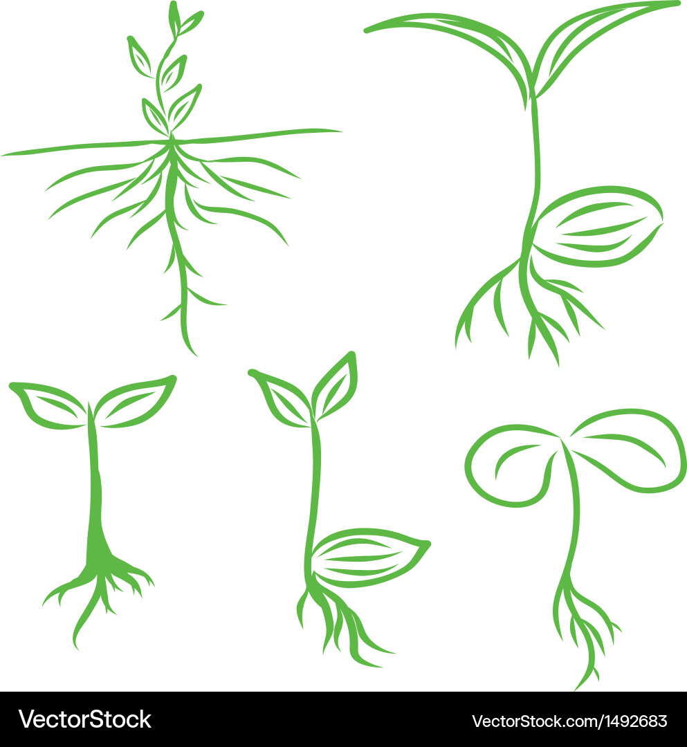 Set hand draw sprouts plants seeding Royalty Free Vector