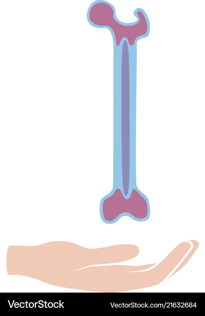 Bone marrow Royalty Free Vector Image - VectorStock