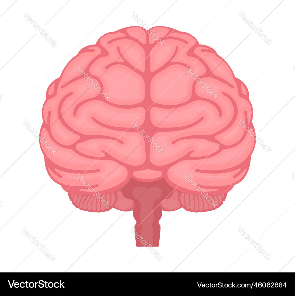 Human brain front view Royalty Free Vector Image