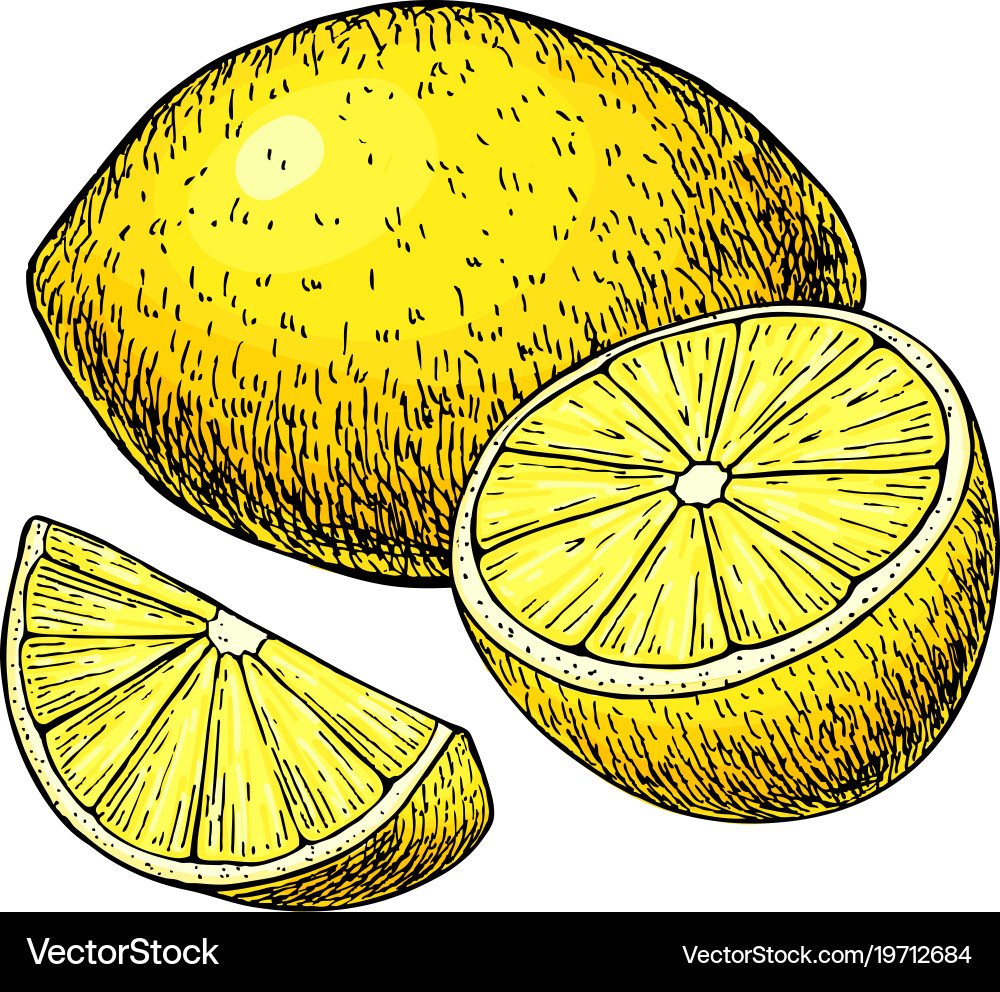 Lemon drawing summer fruit artistic Royalty Free Vector