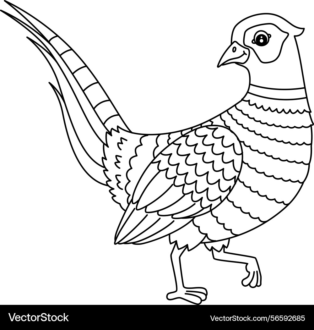 Bird common pheasant isolated coloring page Vector Image
