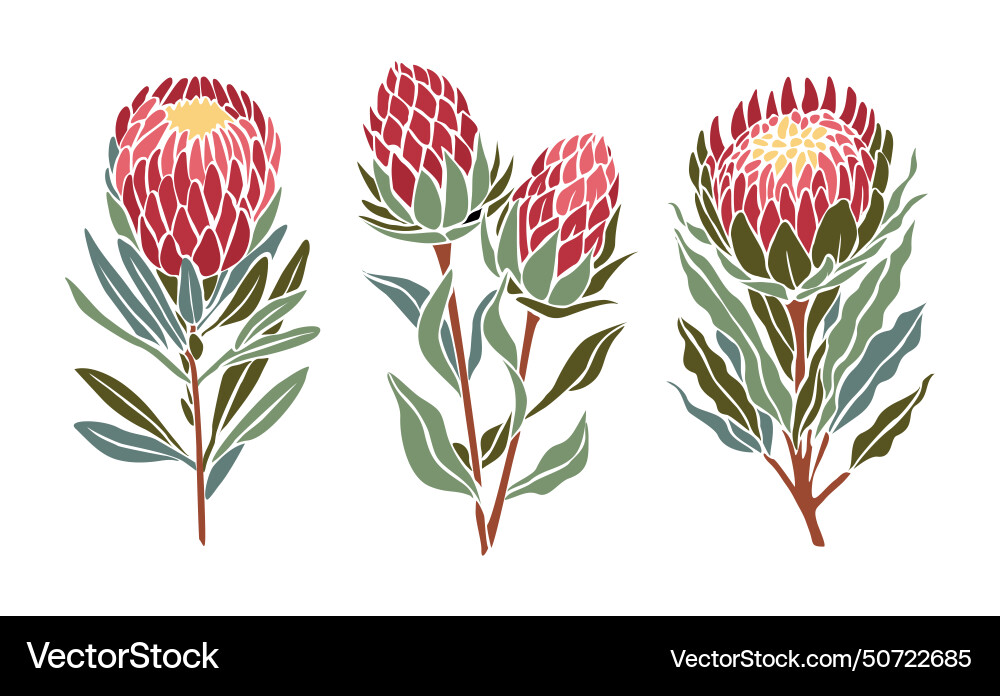 Set of botanical protea flowers Royalty Free Vector Image