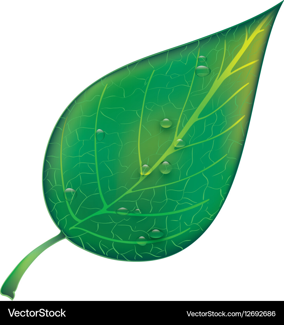 A nice green leaf with drops of dew Royalty Free Vector