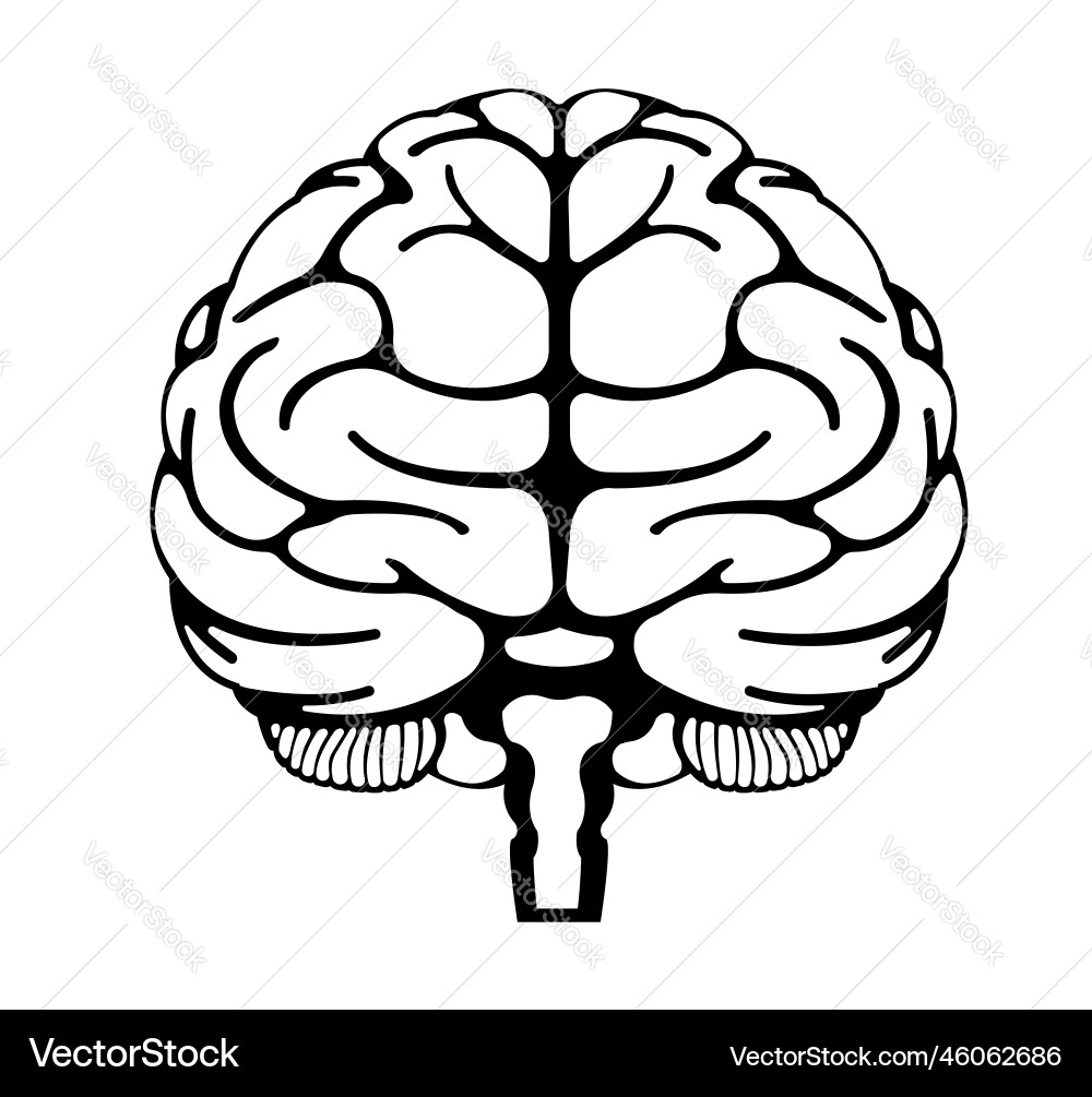 Human brain front view Royalty Free Vector Image