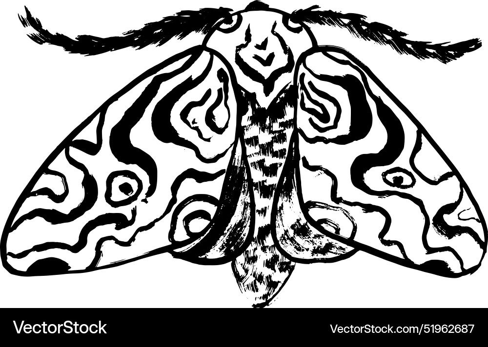 Grunge hand drawn ink brush night moth Royalty Free Vector