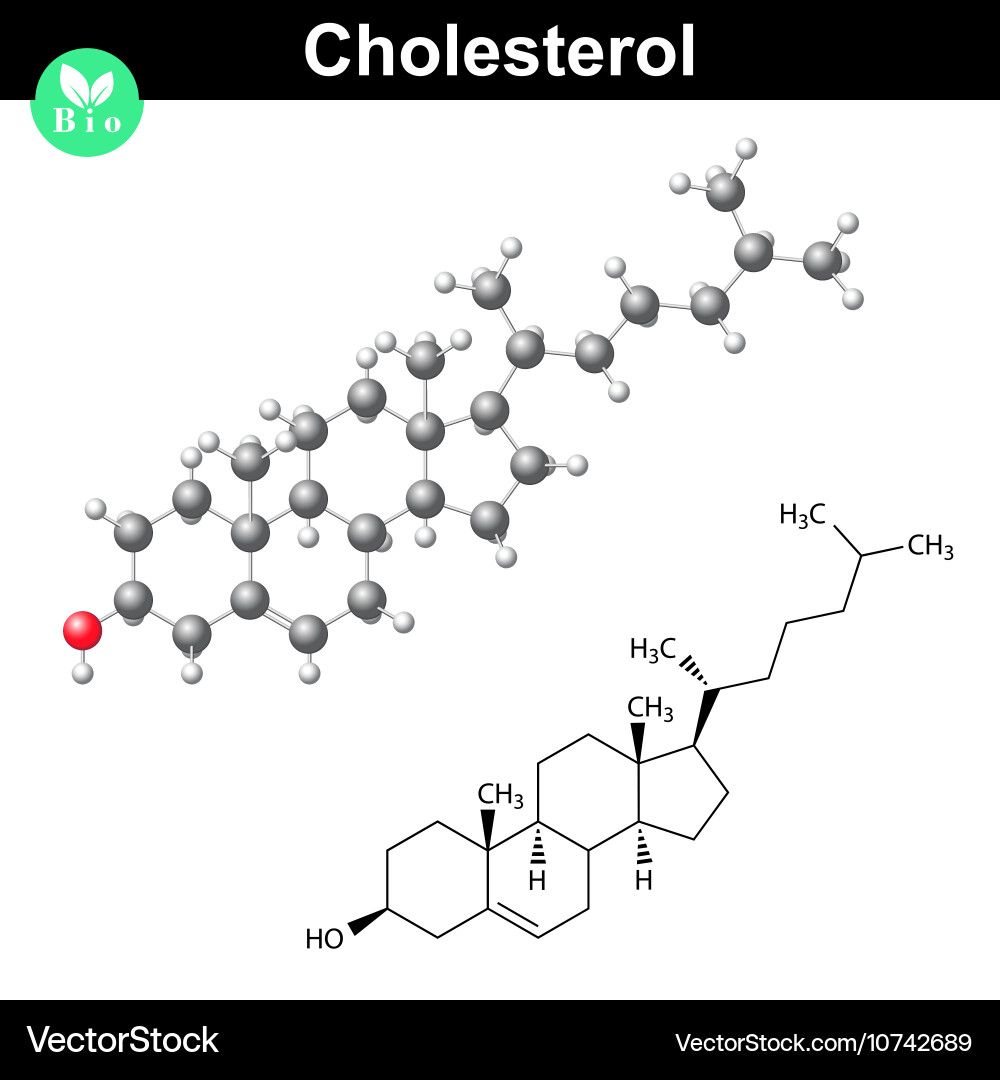 Cholesterol Molecule 3D Model Royalty Free Vector Image