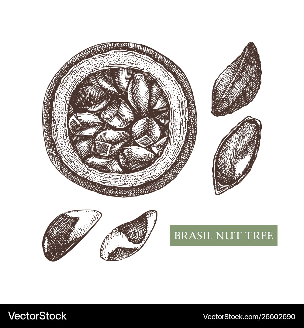 Brazil nut tree hand drawn food drawing Royalty Free Vector