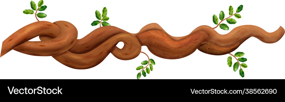 Realistic liana Royalty Free Vector Image - VectorStock