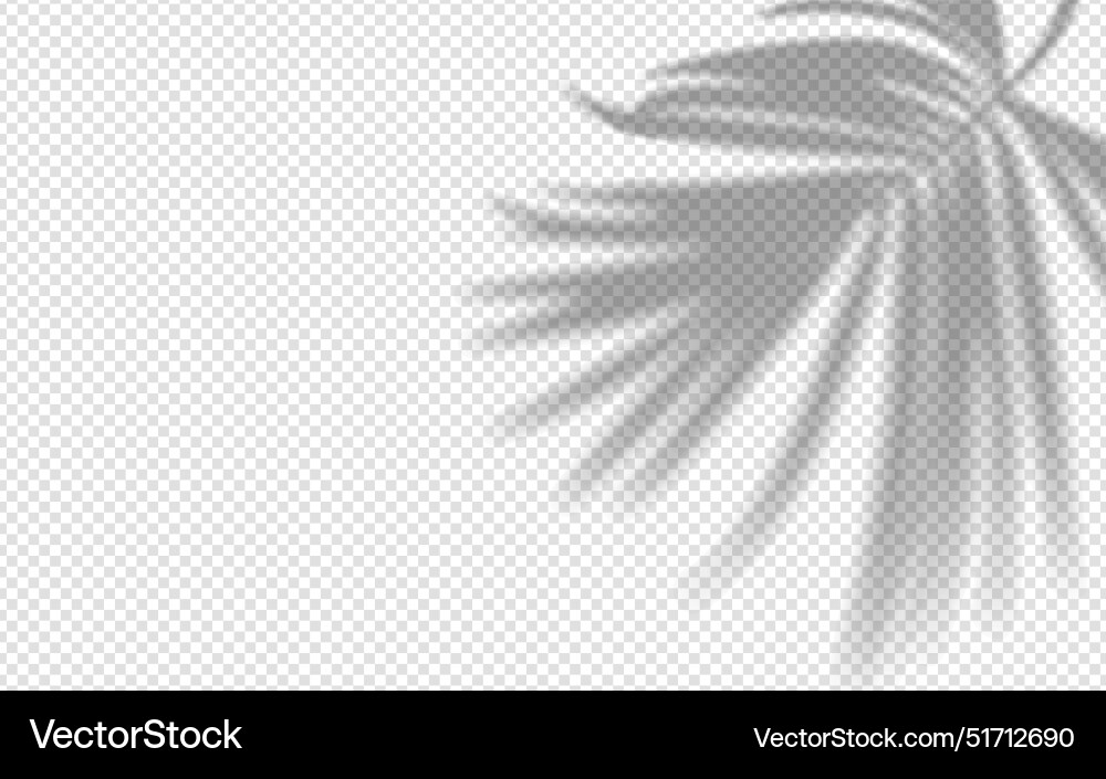 Shadow overlay from a palm tree branch isolated Vector Image