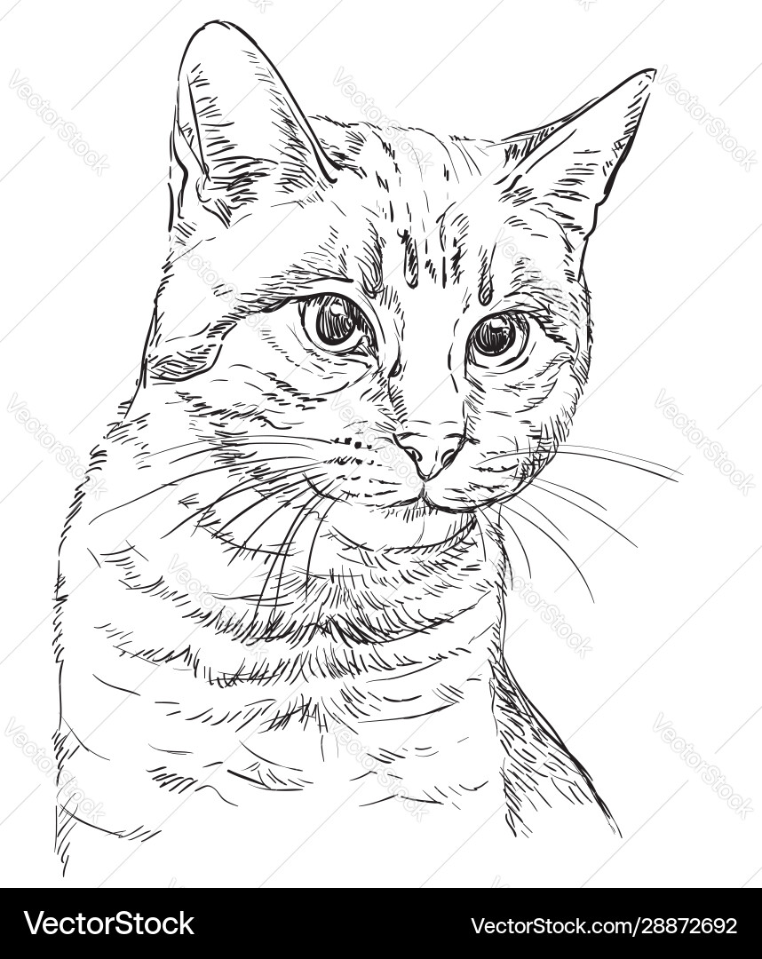 Hand drawing cat 2 Royalty Free Vector Image - VectorStock