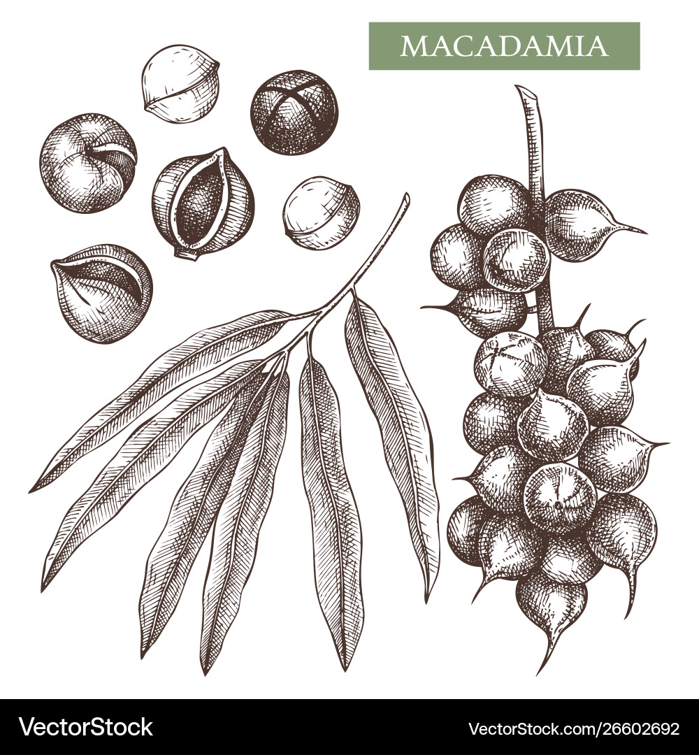 Macadamia hand drawn food drawing nut tre Vector Image