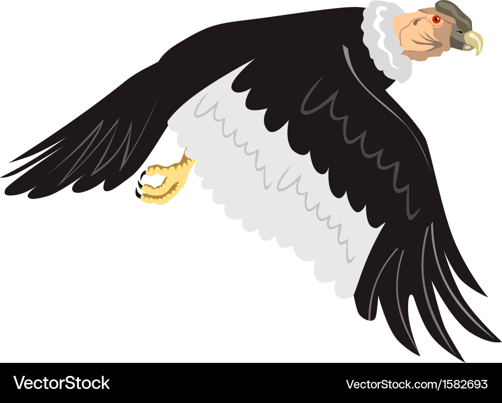 Condor in flight Royalty Free Vector Image - VectorStock