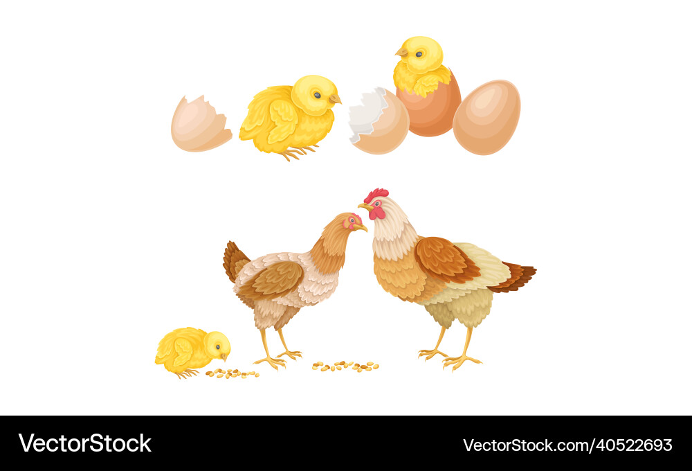 Hens and Newly Hatched Chicks Royalty Free Vector Image