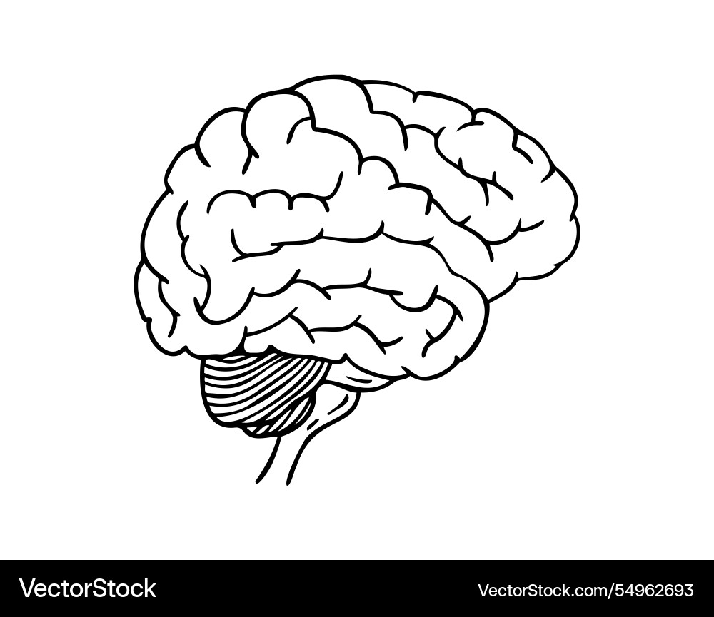 Human brain doodle hand drawn icon outline Vector Image