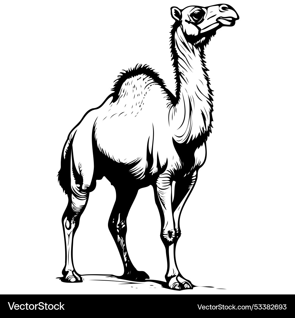 Silhouette of bactrian camel drawing realistic Vector Image
