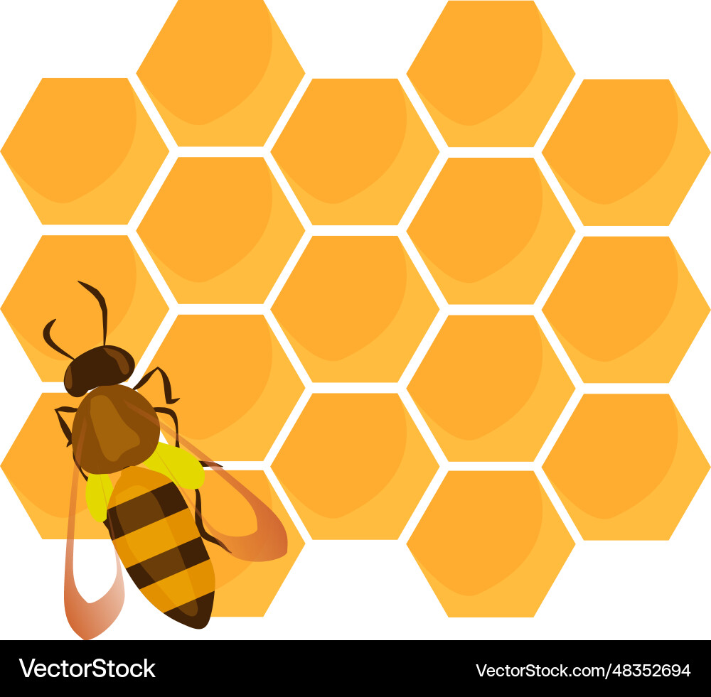 Bee on honeycomb Royalty Free Vector Image - VectorStock