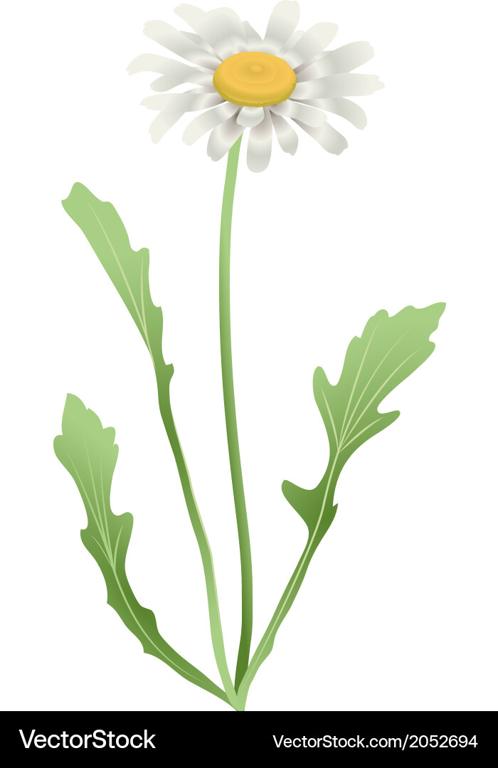 Daisy flower Royalty Free Vector Image - VectorStock