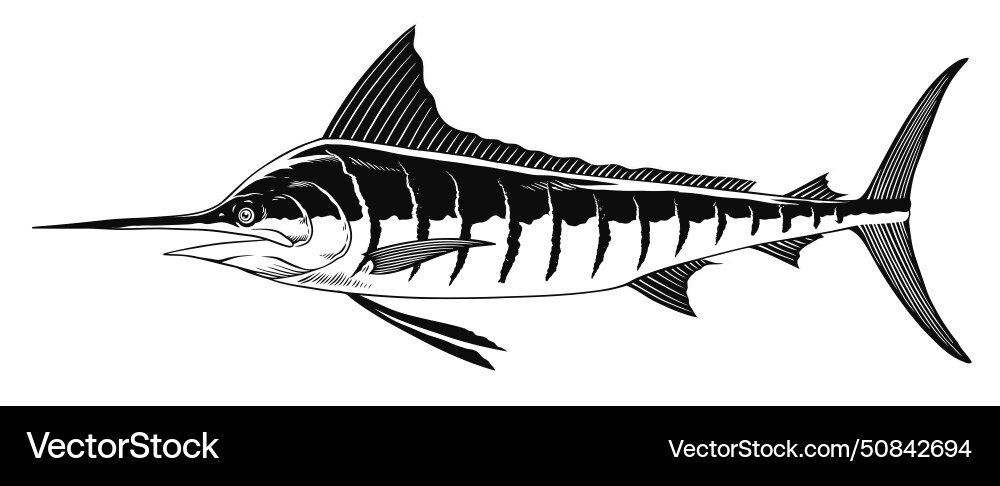 Marlin fish hand drawn in black and white Vector Image