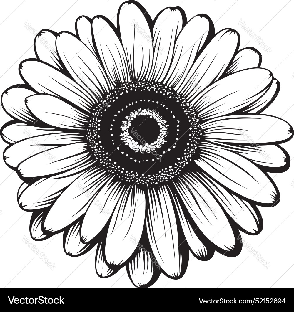 Vivid bloom gerbera daisy logo in botanical Vector Image