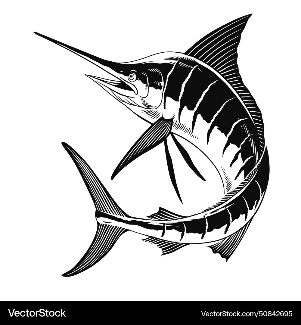 Marlin fish jump hand drawn isolated Royalty Free Vector