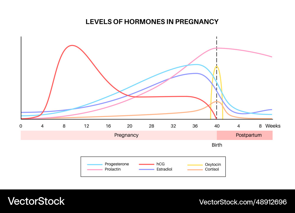 Estrogen Levels In Pregnancy Chart