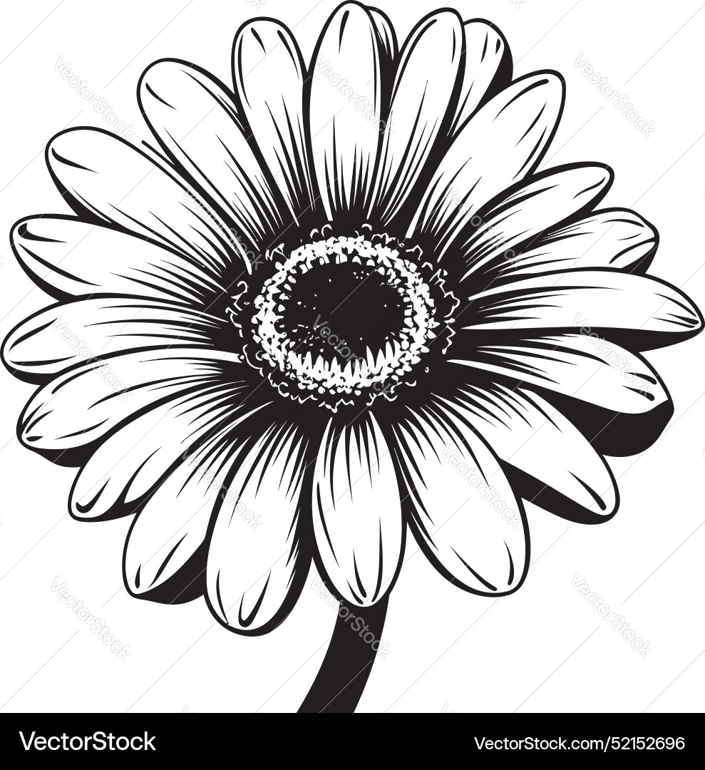 Sunlit serenade gerbera daisy emblem concept Vector Image