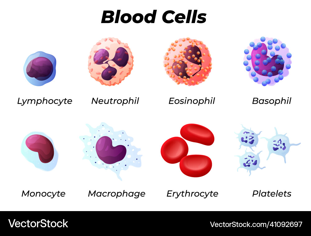 Blood Cells Anatomy & Types Royalty Free Vector Image