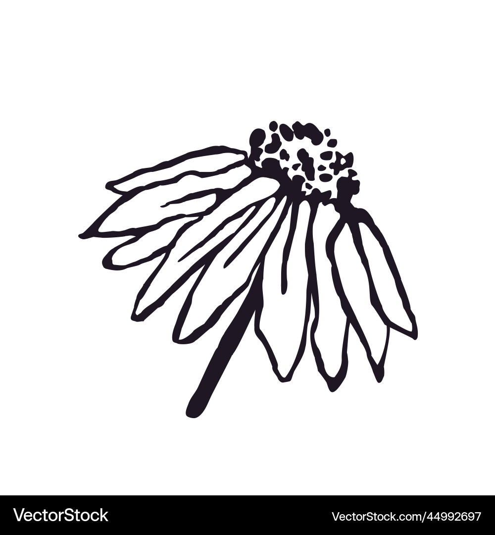 Flower outline Royalty Free Vector Image - VectorStock