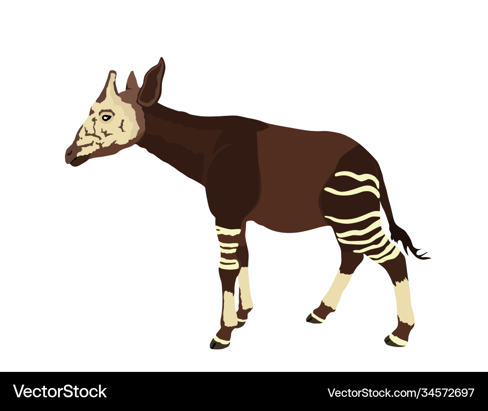 Okapi isolated on white Royalty Free Vector Image