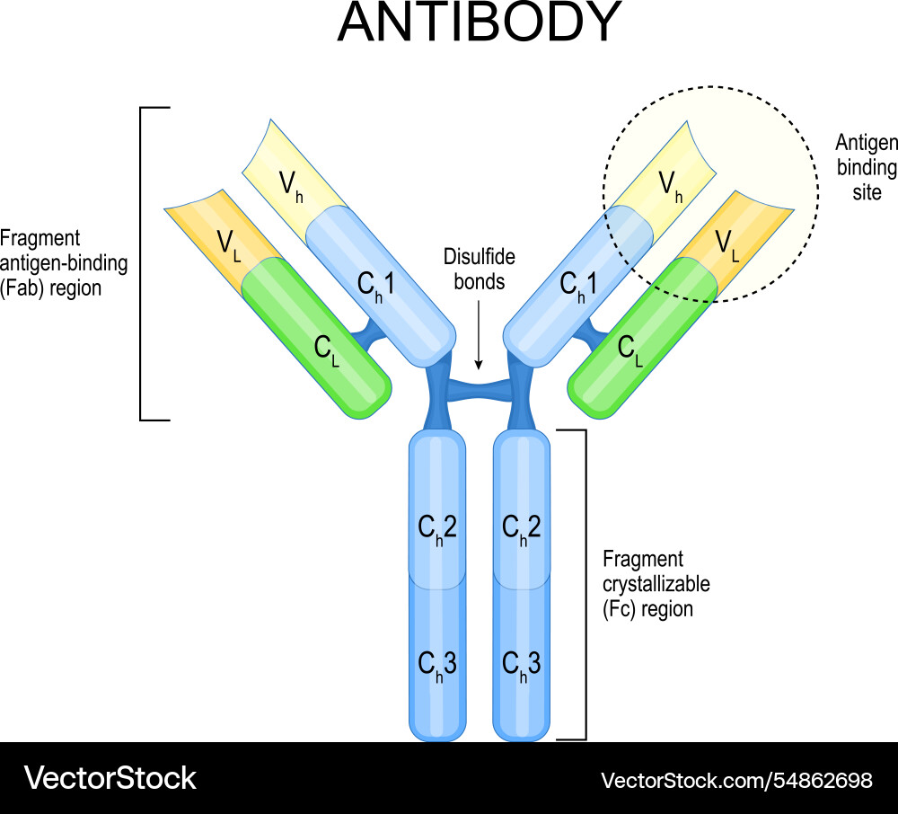 Antibody structure immunoglobulin anatomy Vector Image