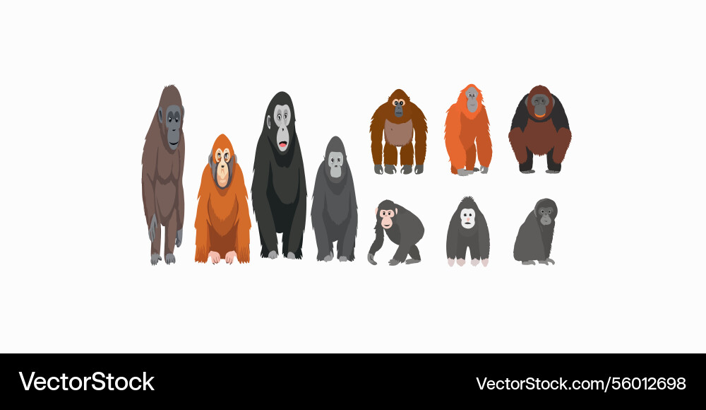 Print common apes set Royalty Free Vector Image