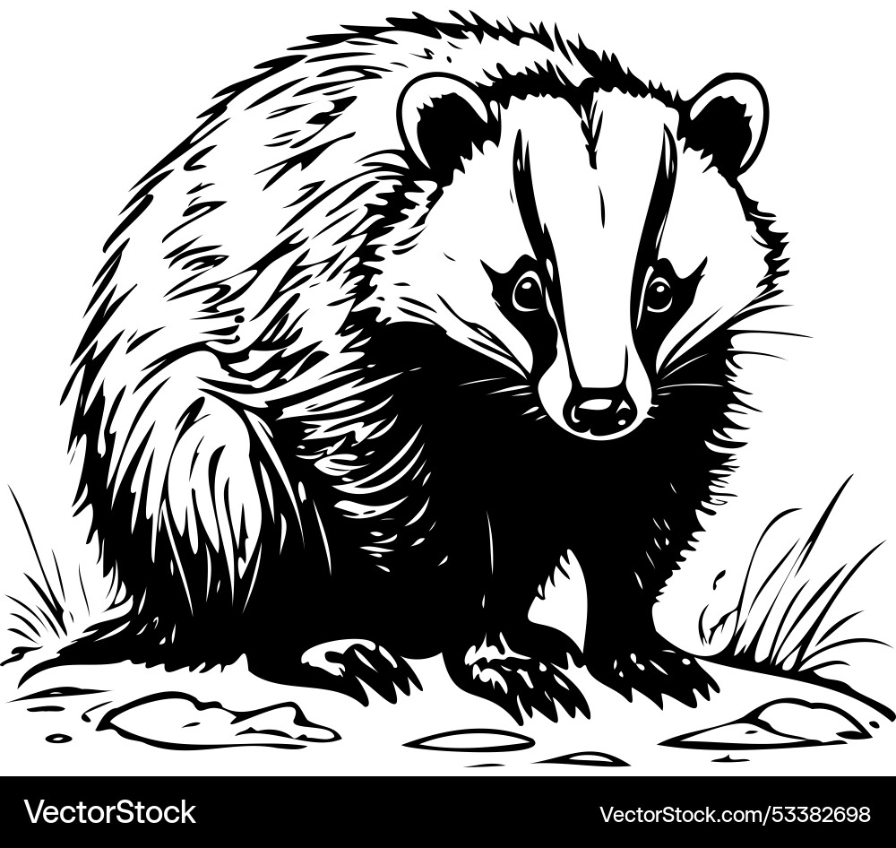 Silhouette of badger sitting drawing realistic Vector Image
